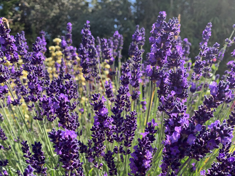 Osmanthus Base – Creative Formulas