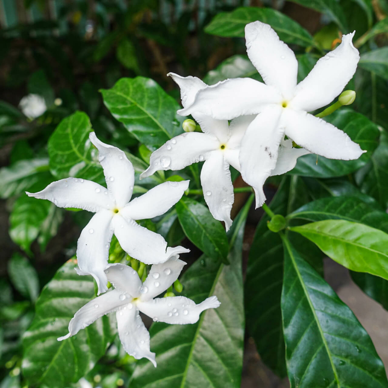 Accord Formulas Archives - Creative Formulas