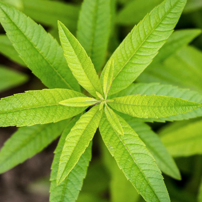 Fig Base – Creative Formulas