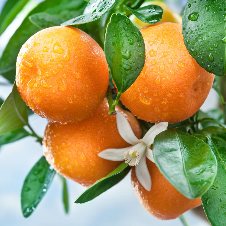 Base Formulas Archives - Creative Formulas