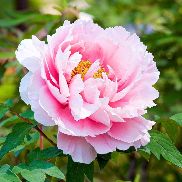 Morning Kiss Peony Base - Creative Formulas