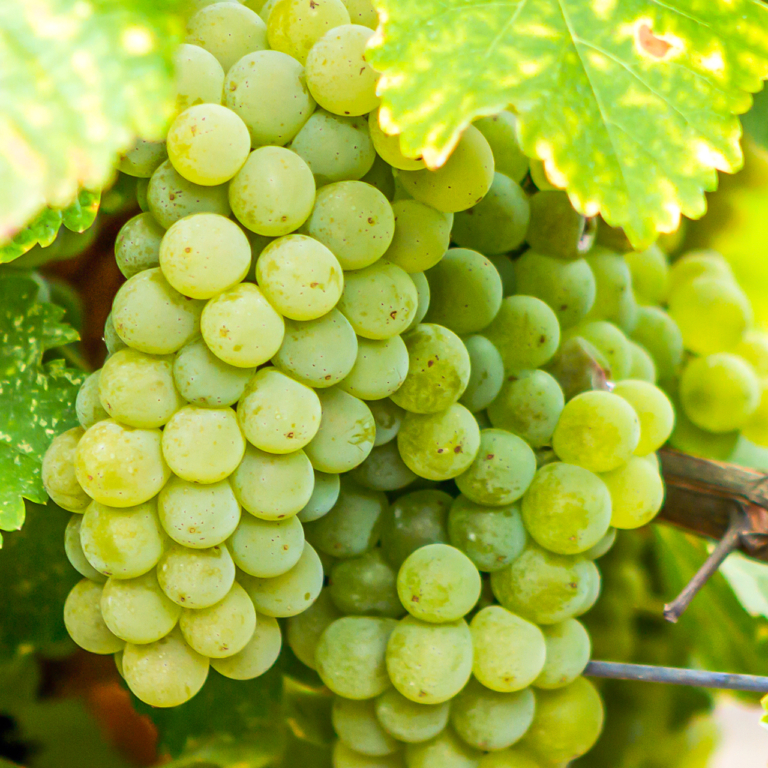 Sauvignon Blanc Grape Base - Creative Formulas