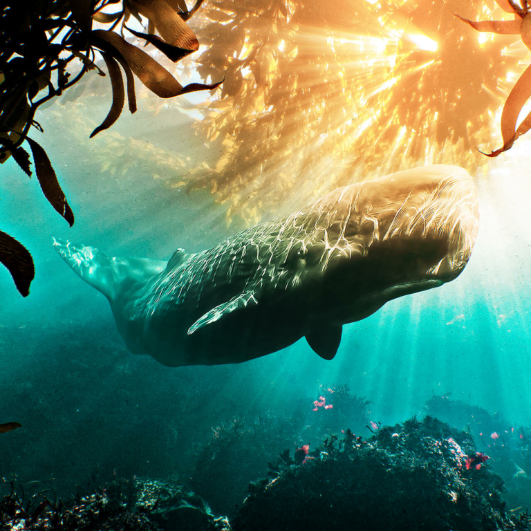 Fig Base – Creative Formulas