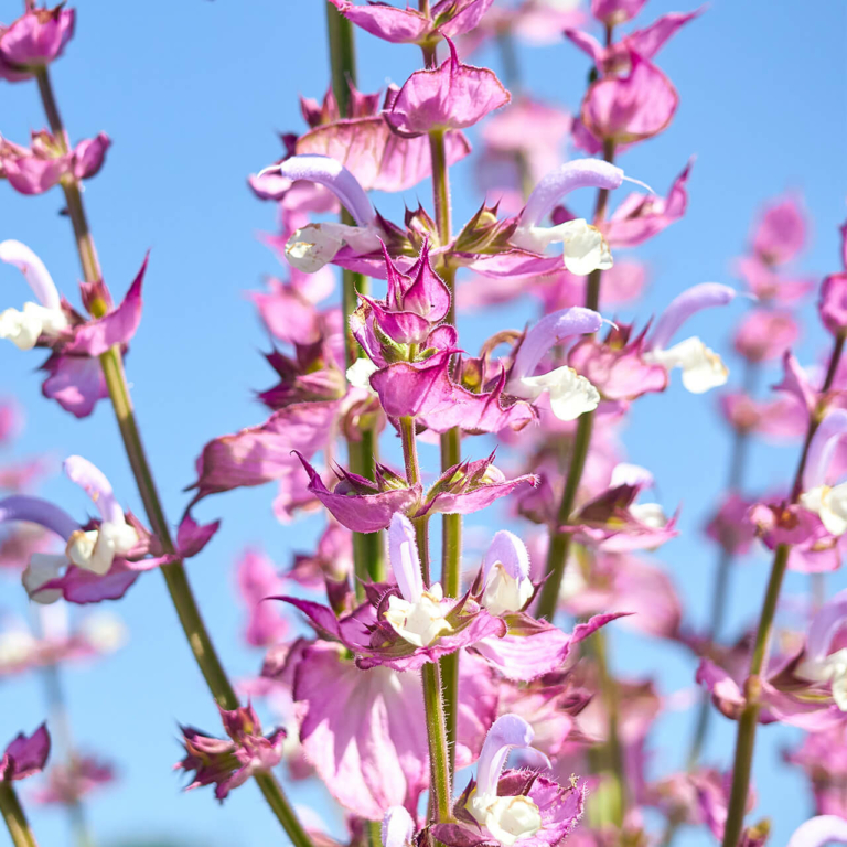 Base Formulas Archives - Creative Formulas