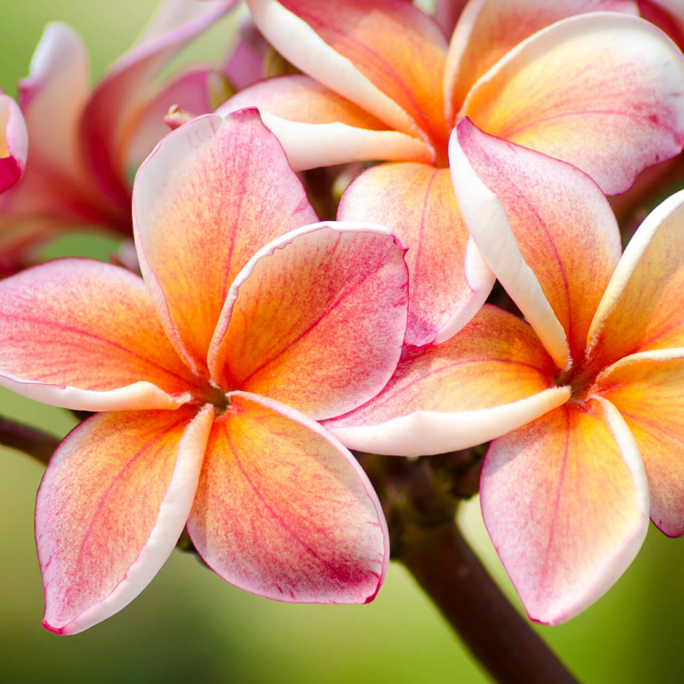 Frangipani Base - Creative Formulas