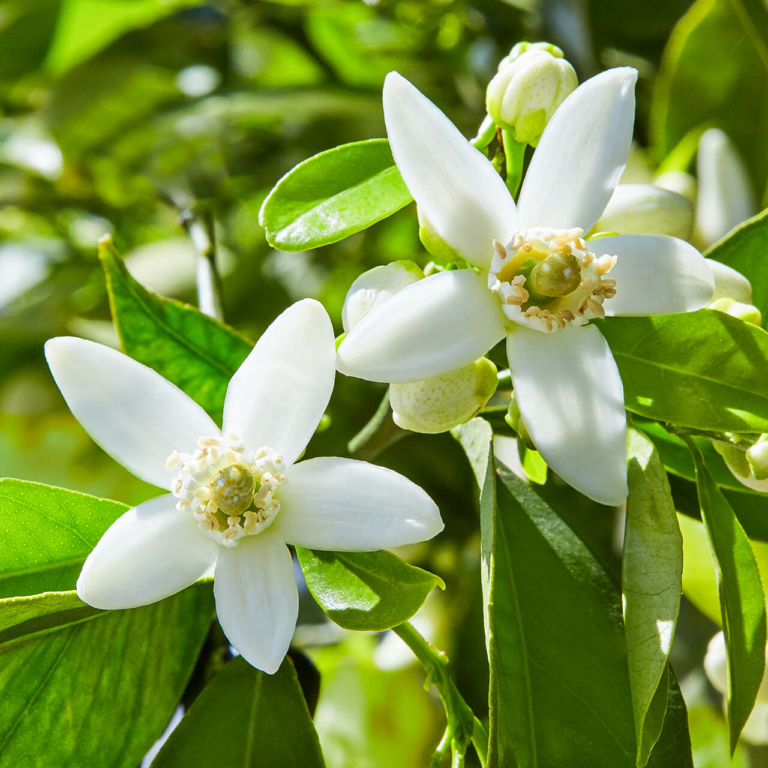 Fig Base – Creative Formulas