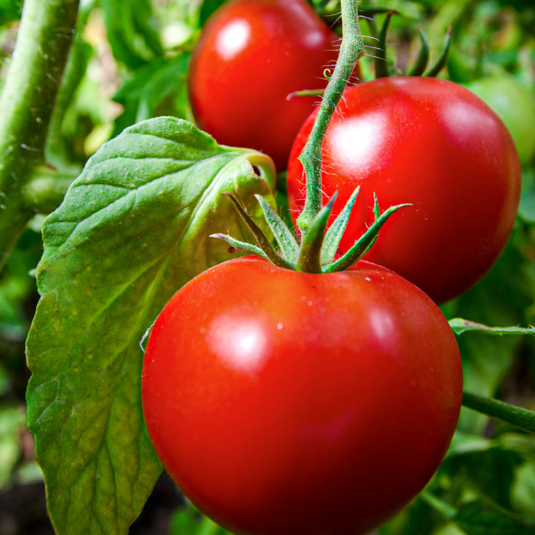 Base Formulas Archives - Creative Formulas