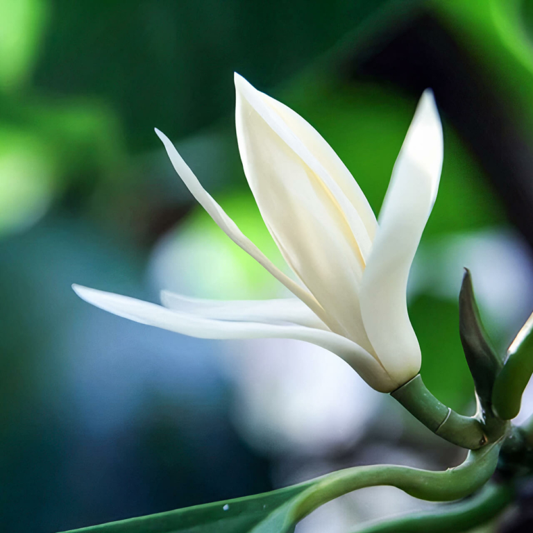 White Champaca Base - Creative Formulas