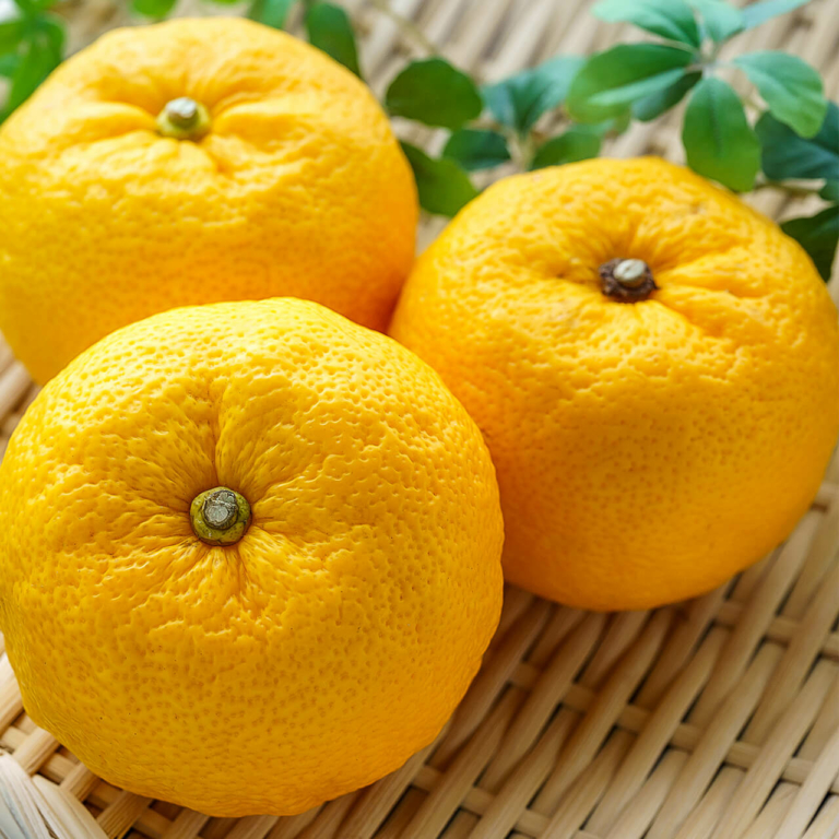 Coconut Base - Creative Formulas