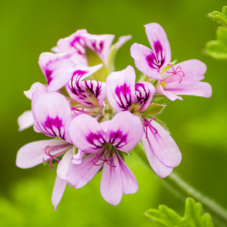 Base Formulas Archives - Creative Formulas