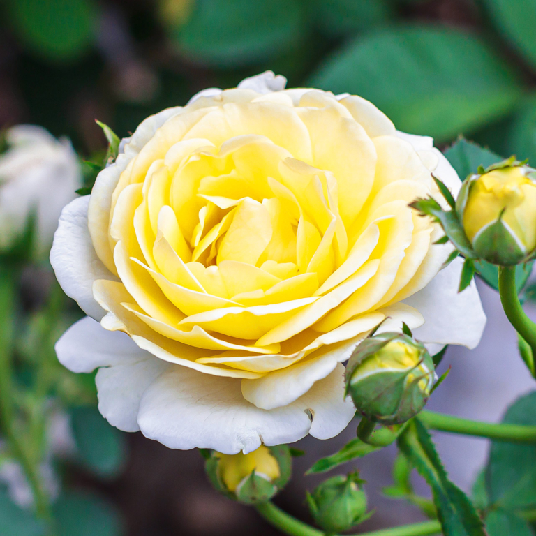 Base Formulas Archives - Creative Formulas