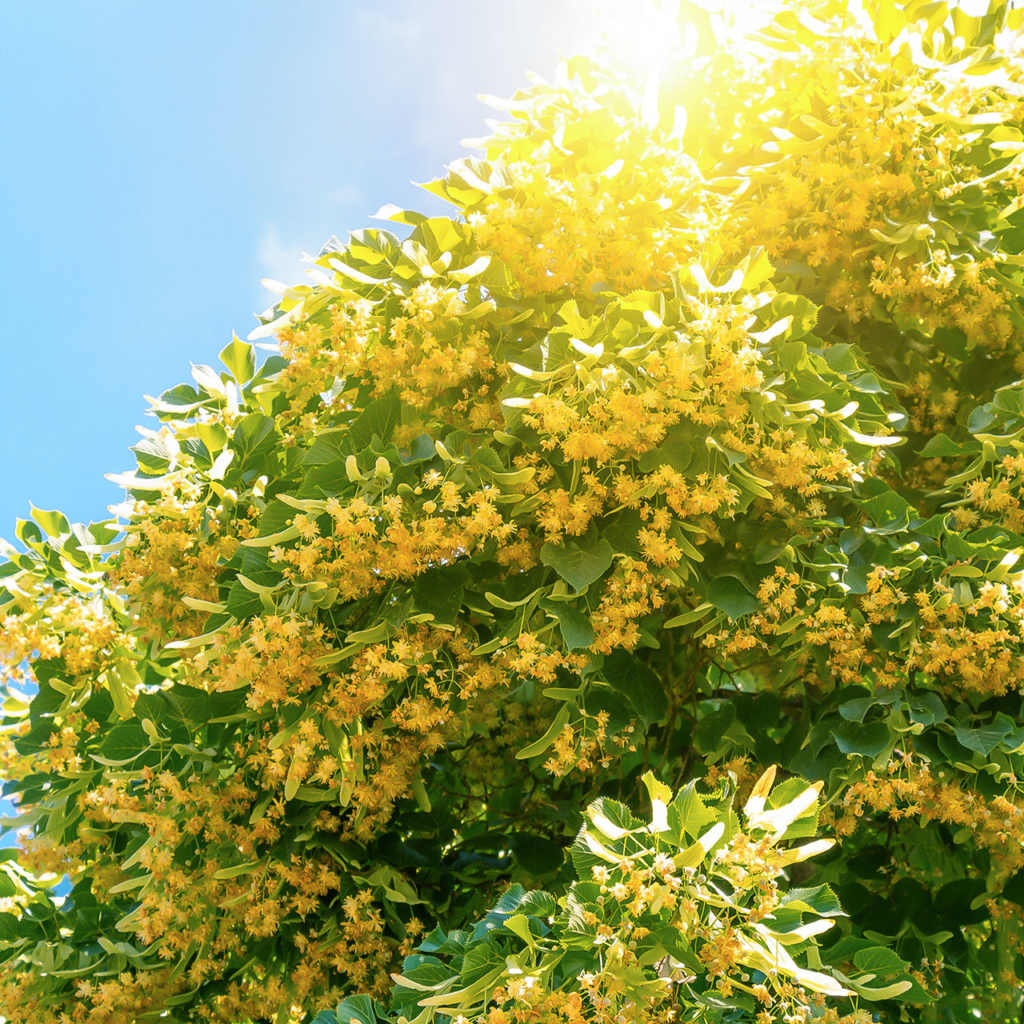 Base Formulas Archives - Creative Formulas