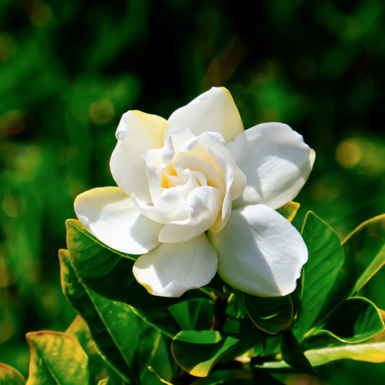 Base Formulas Archives - Creative Formulas